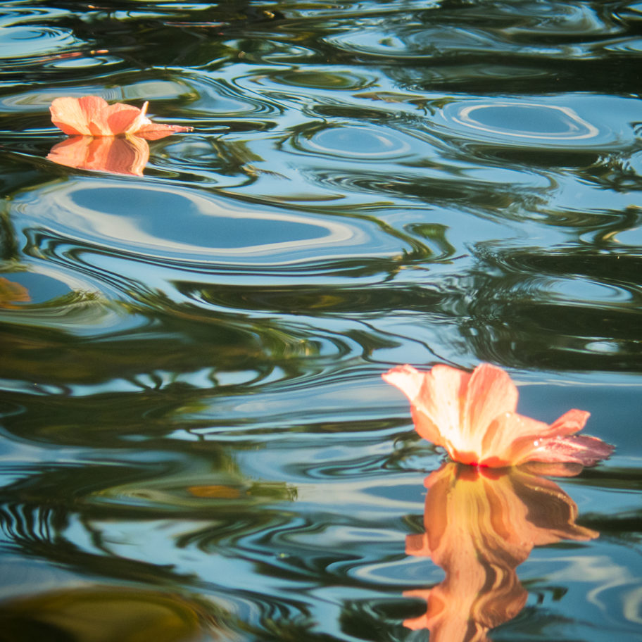 Hibiscus Silk Scarf - Purau - Larissa Rolley