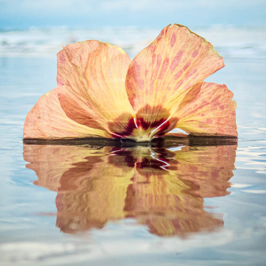 Hibiscus Silk Scarf – Purau - Larissa Rolley